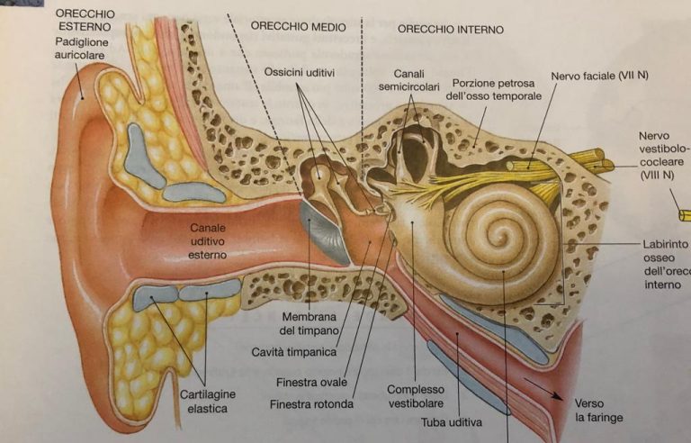 Acufeni: cosa sono e come l'osteopatia può agire - Caterina Fasoli ...